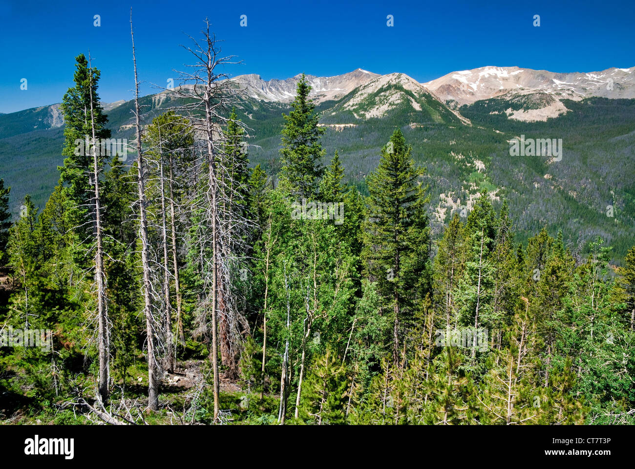 Diseased forest hi-res stock photography and images - Alamy