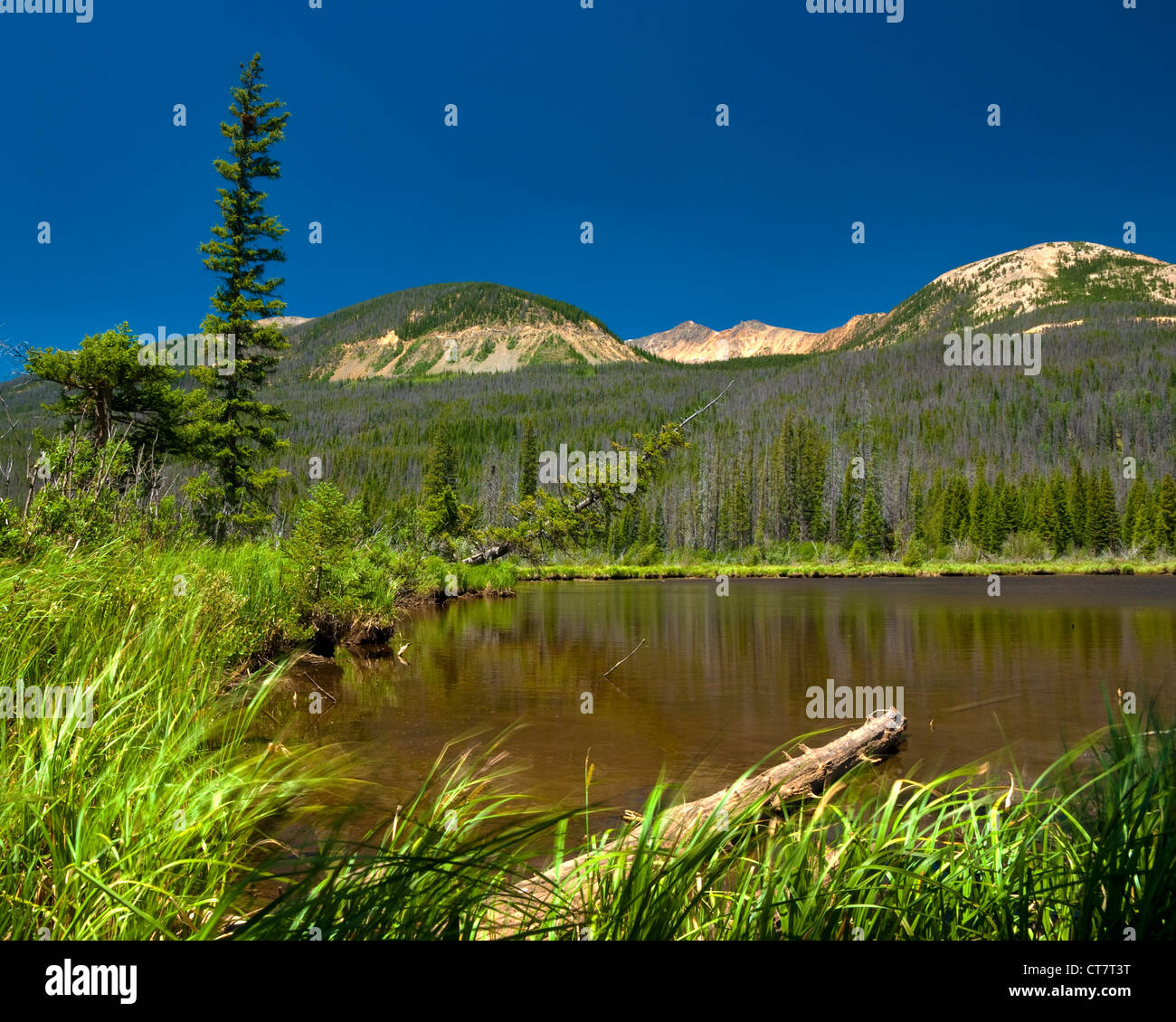 Diseased trees mix with healthy trees to create a forest fire hazard ...