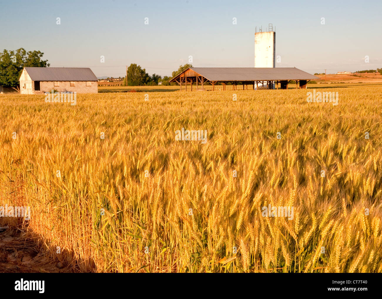 Ready to harvest a field of wheat and a farm building Stock Photo - Alamy