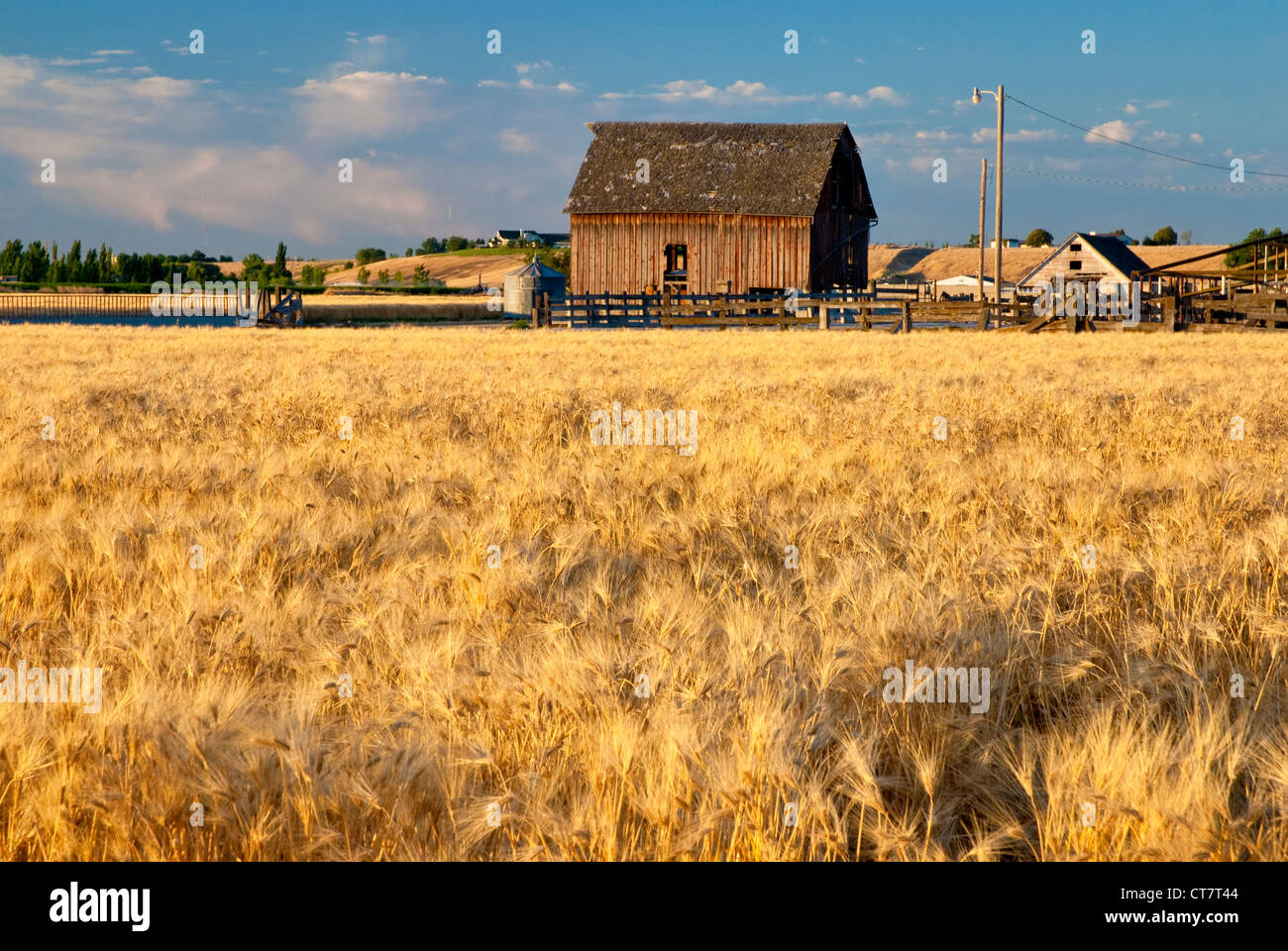 Wheat field and barn hi-res stock photography and images - Alamy