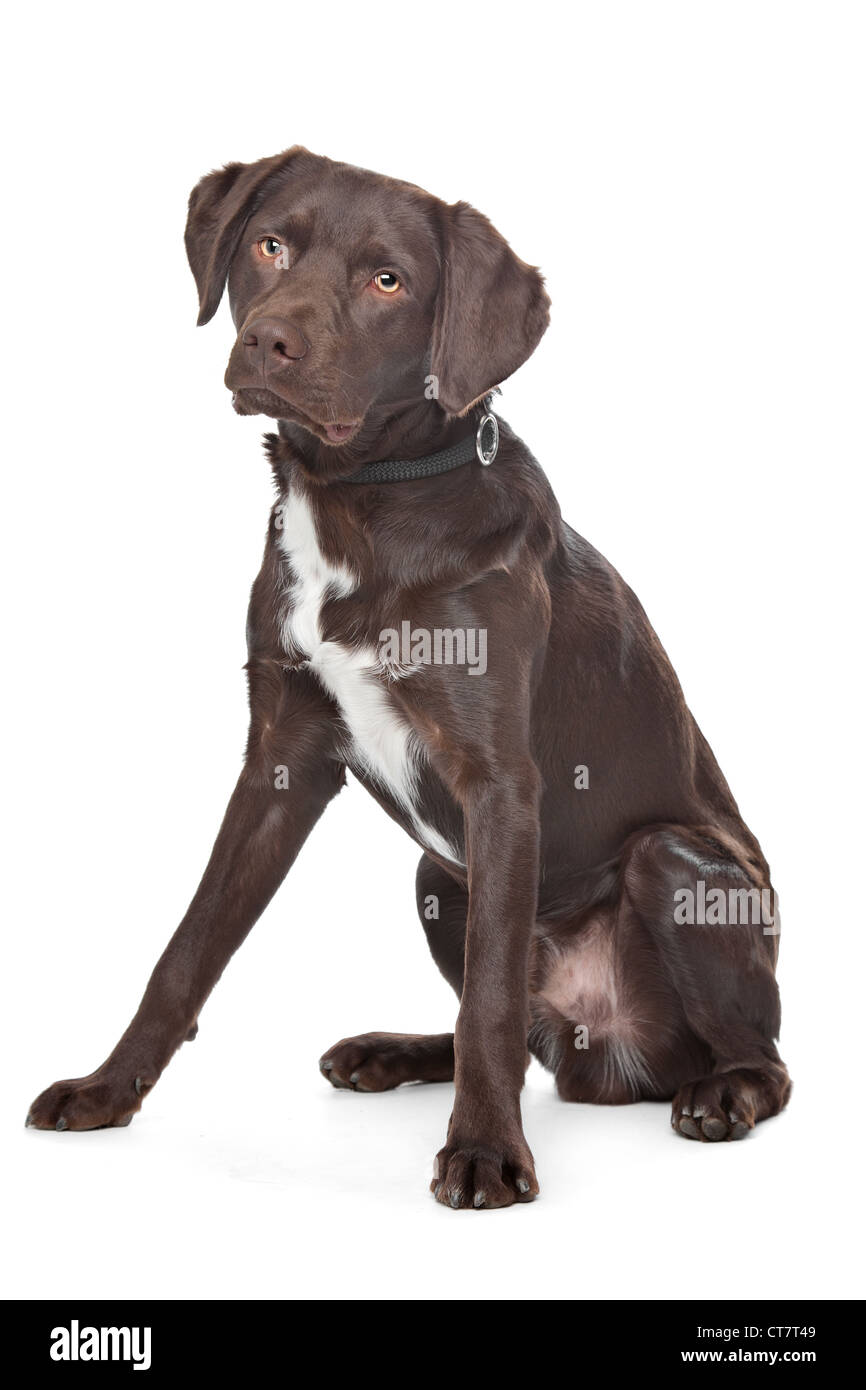 Labrador cross breed dog hi-res stock photography and images - Alamy