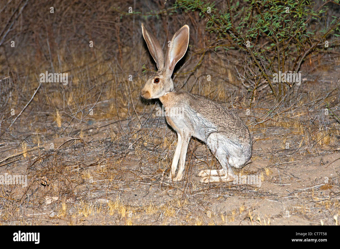 Antelope Jackrabbit Lepus alleni Tucson, Pimal County, Arizona, United ...