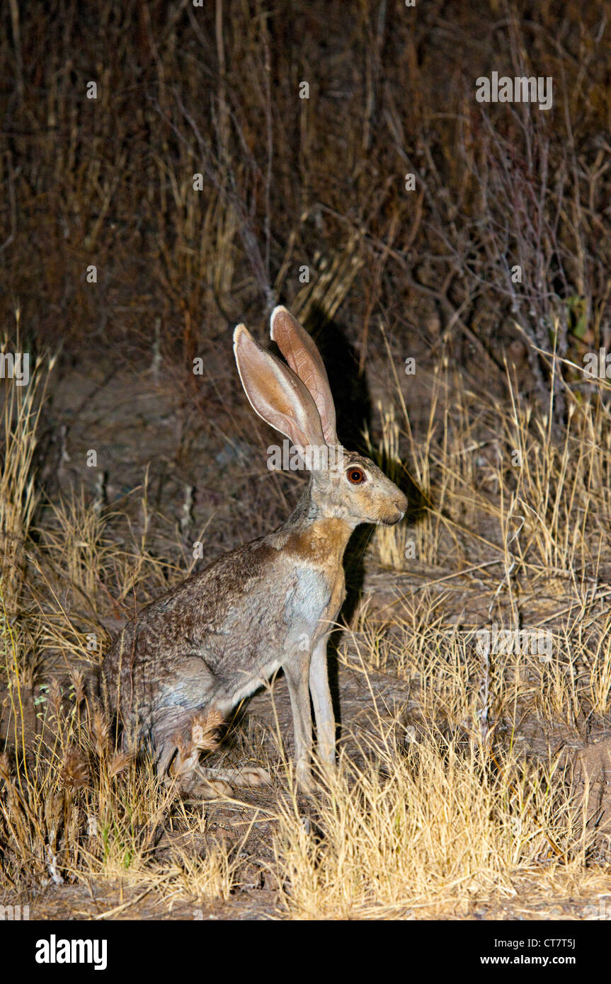 Antelope jackrabbit lepus alleni hi-res stock photography and images ...