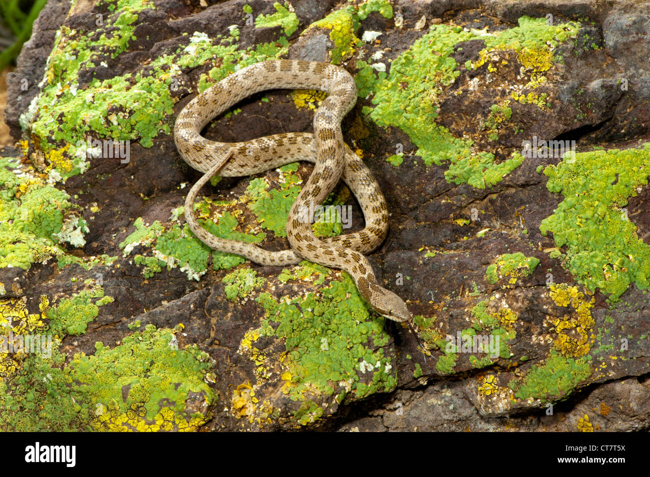 Nightsnake Hypsiglena torquata Tucson, Pima County, Arizona, United ...