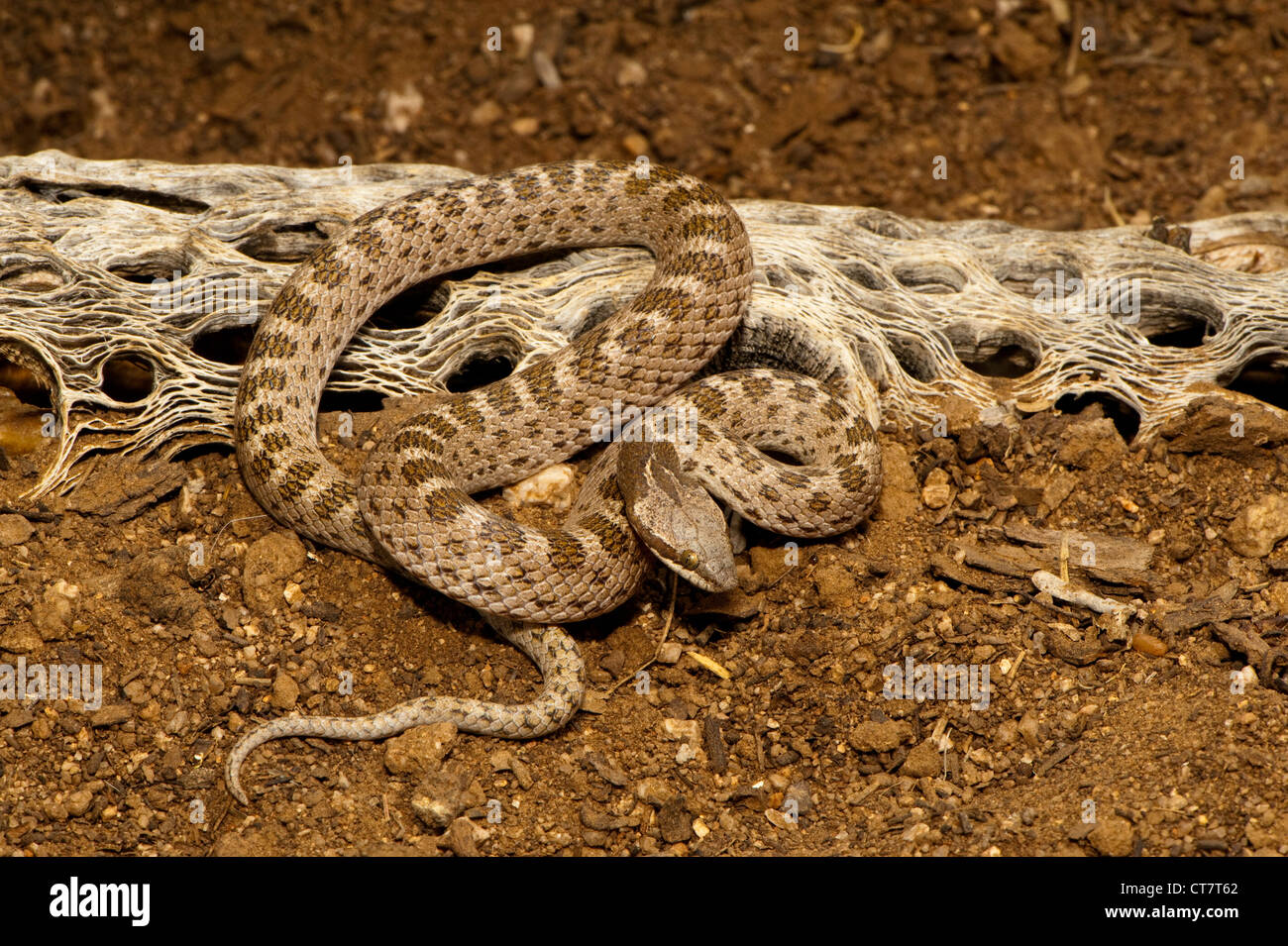 Nightsnake hi-res stock photography and images - Alamy