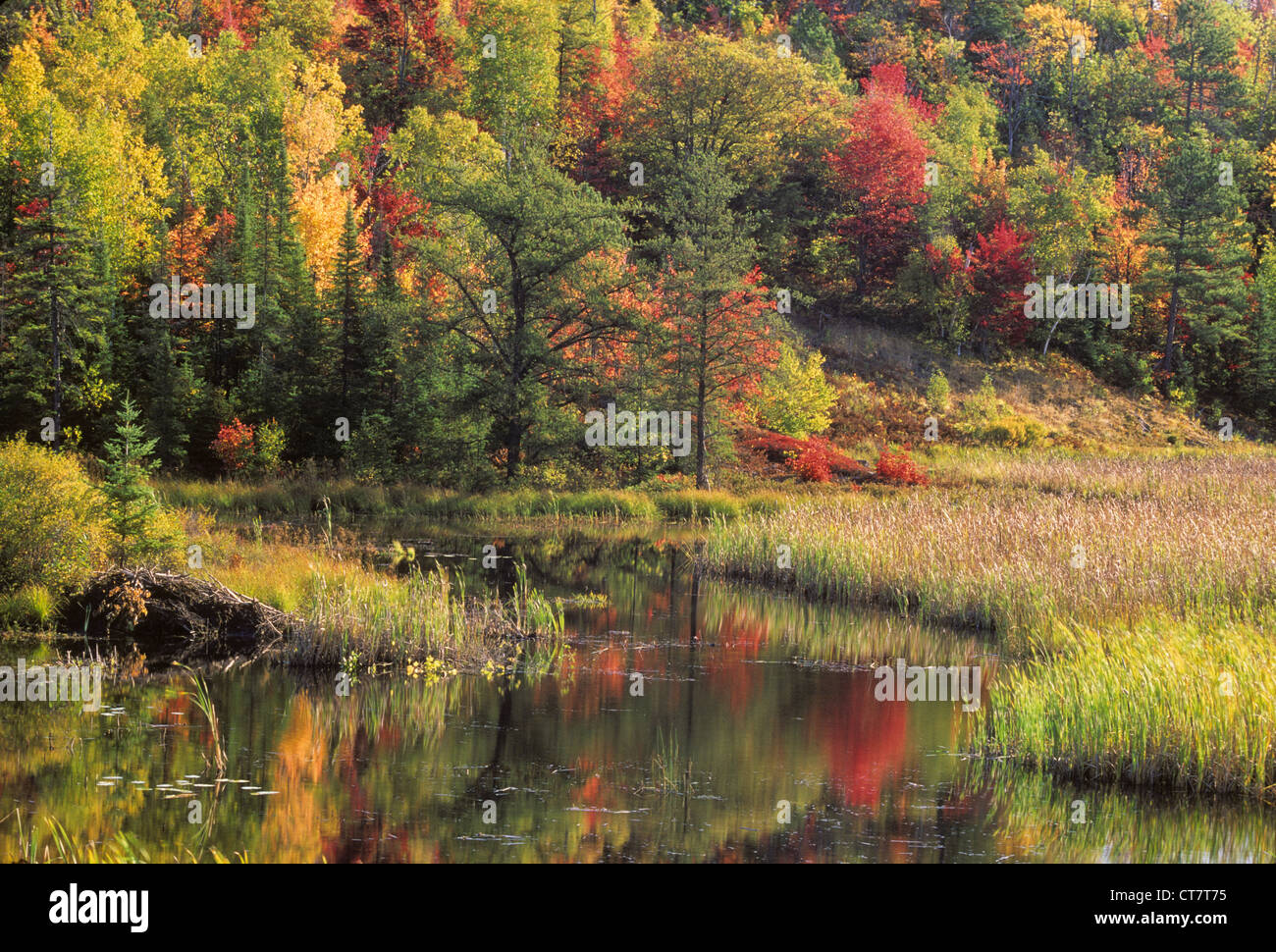 A northern wetland in autumn, Lively, Ontario, Canada Stock Photo - Alamy