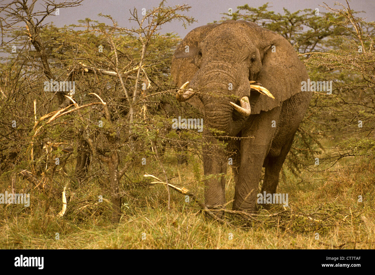 An African elephant Is making a meal of a small tree Stock Photo - Alamy