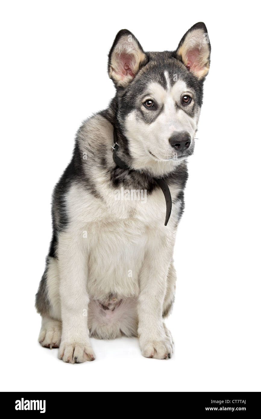 Alaskan Malamute puppy in front of a white background Stock Photo - Alamy