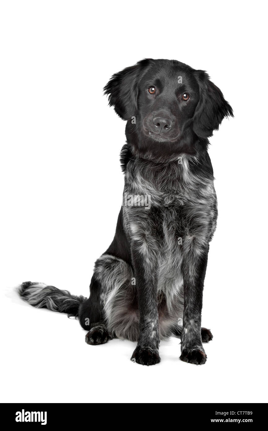 Stabyhoun,Frisian pointing breed, in front of a white background Stock ...