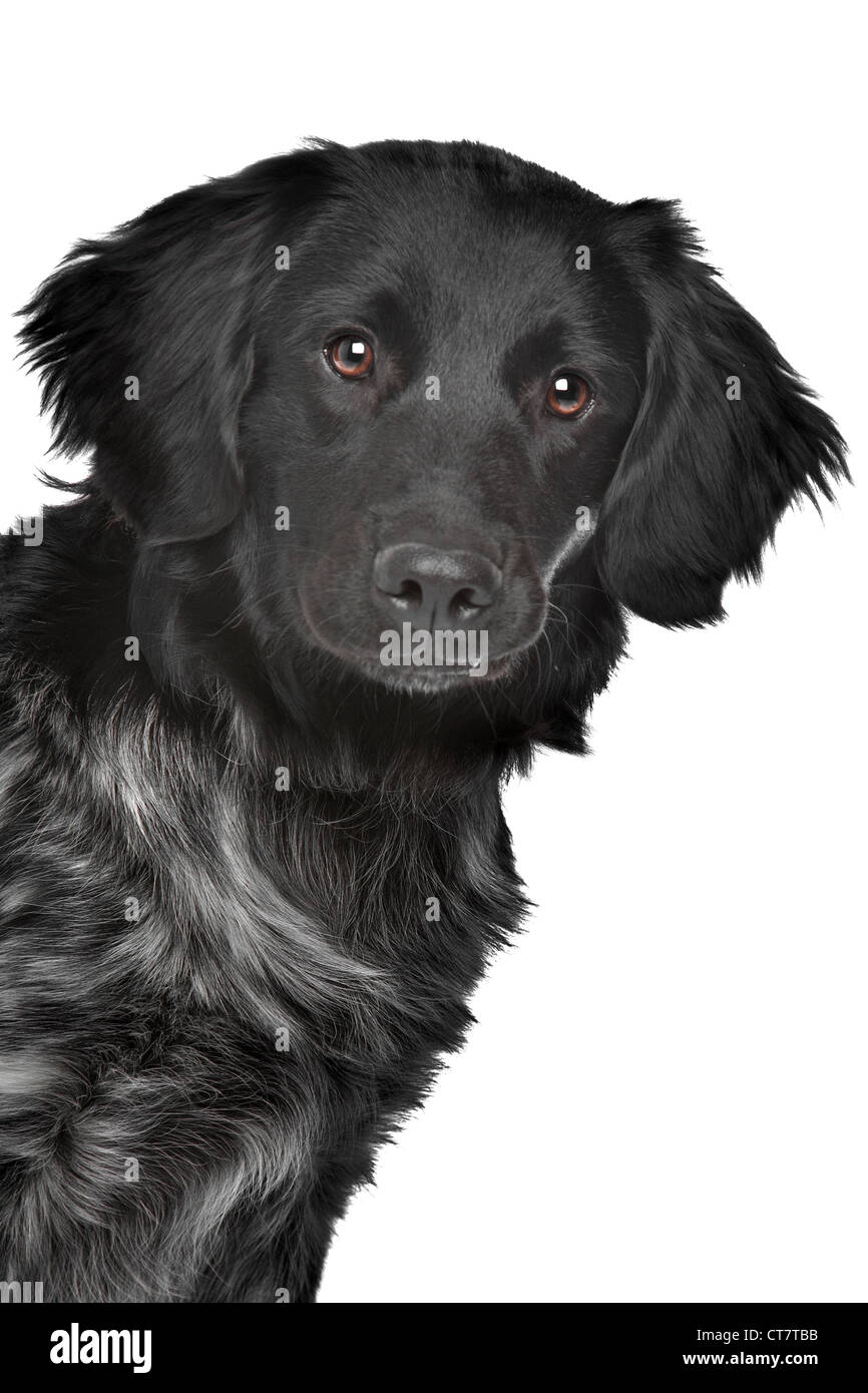 Stabyhoun,Frisian pointing breed, in front of a white background Stock ...