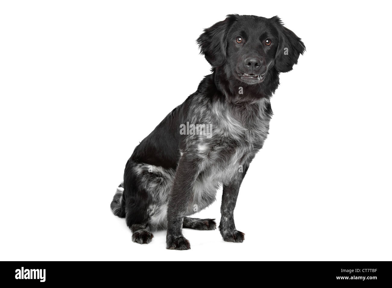 Stabyhoun,Frisian pointing breed, in front of a white background Stock ...