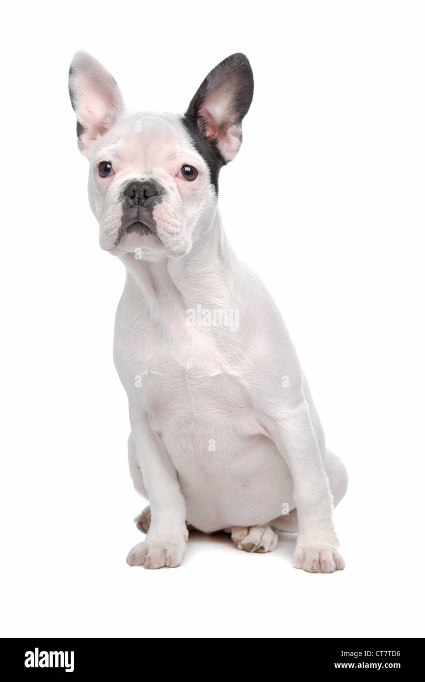French Bulldog puppy in front of a white background Stock Photo - Alamy