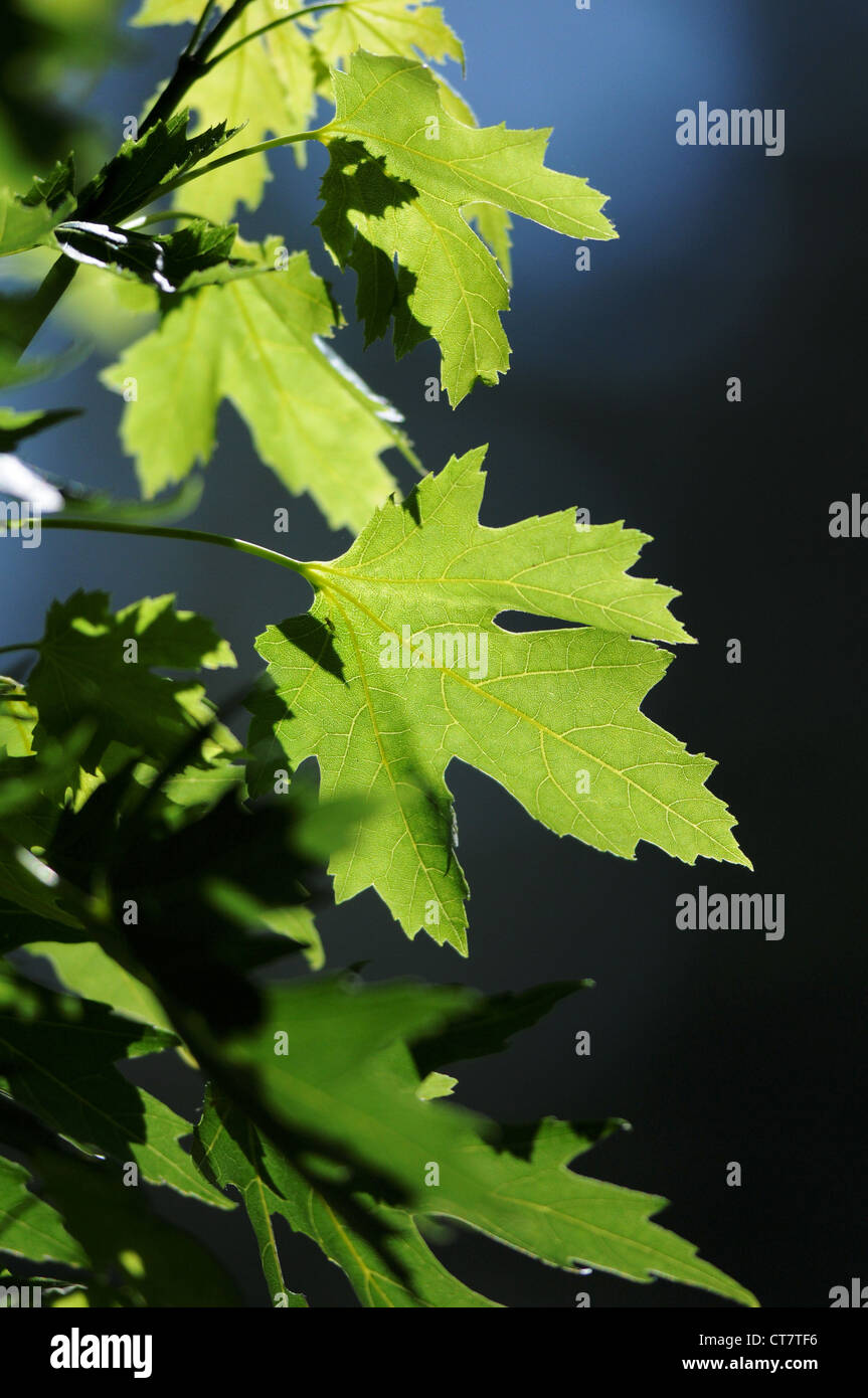 Maple leaves in summer Stock Photo - Alamy