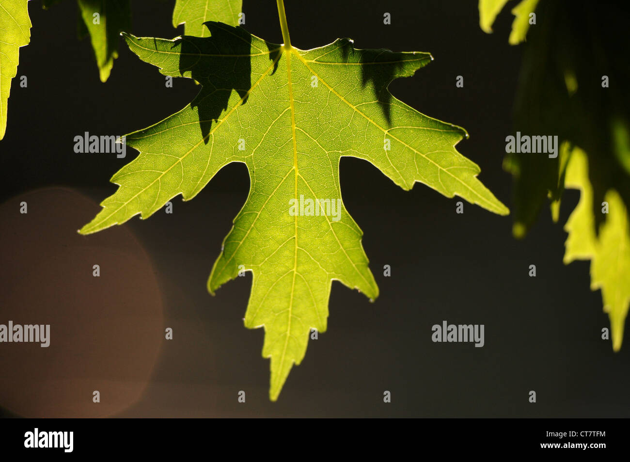 Maple leaves in summer Stock Photo - Alamy