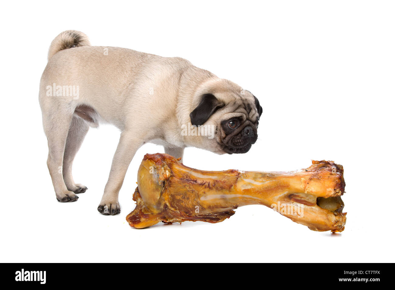 Dog bone background hi-res stock photography and images - Alamy