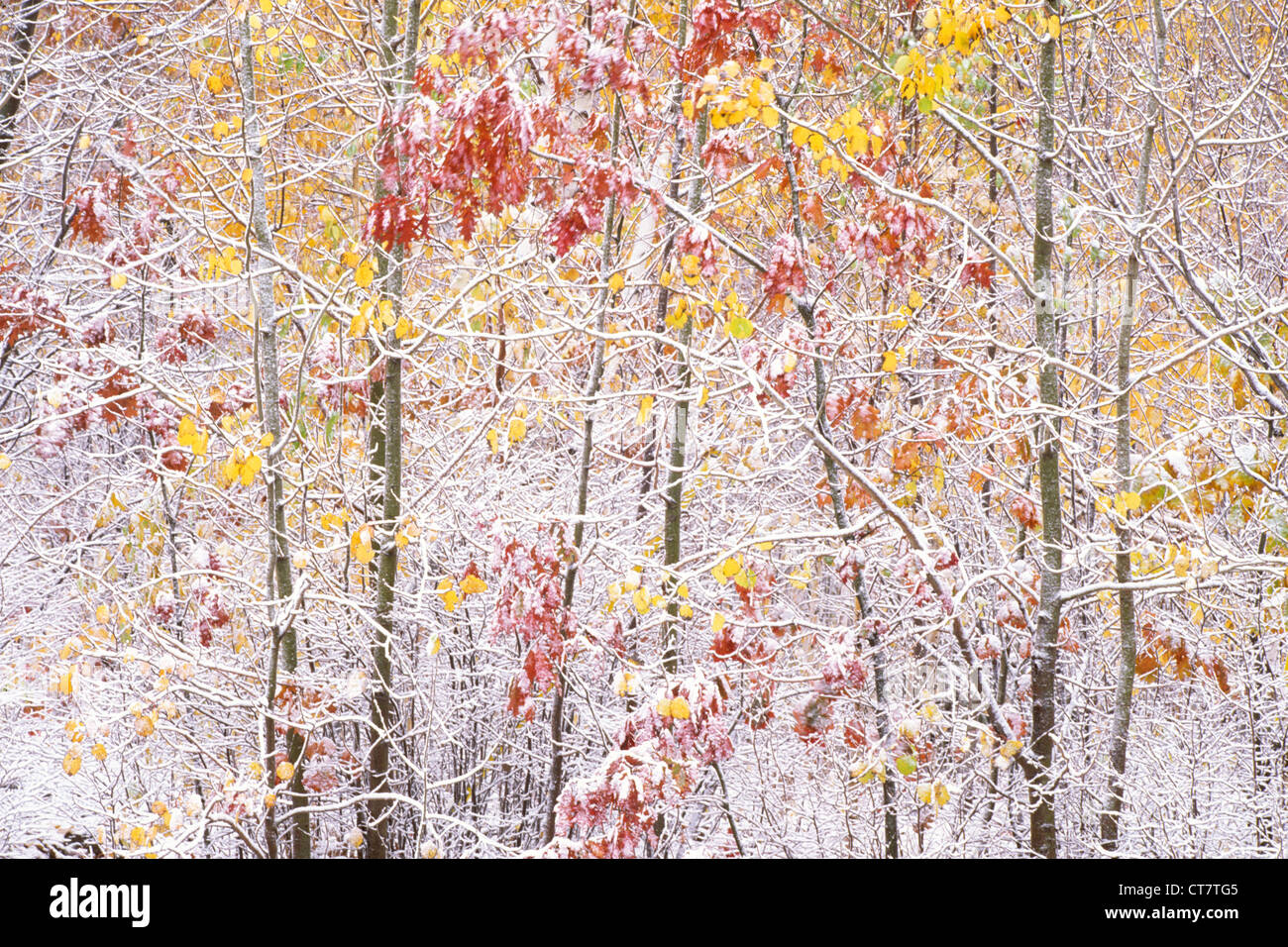 Unusually early snow drapes trees that are in their autumn colours ...