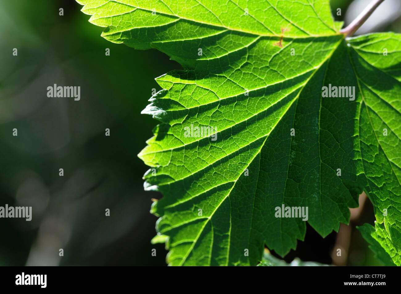 leaves in summer Stock Photo - Alamy