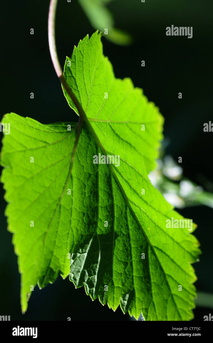 leaves in summer Stock Photo - Alamy