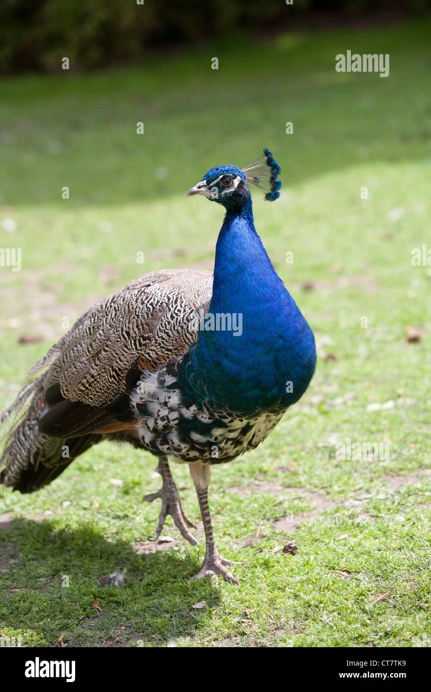 Peacock strutting around farm yard hi-res stock photography and images ...