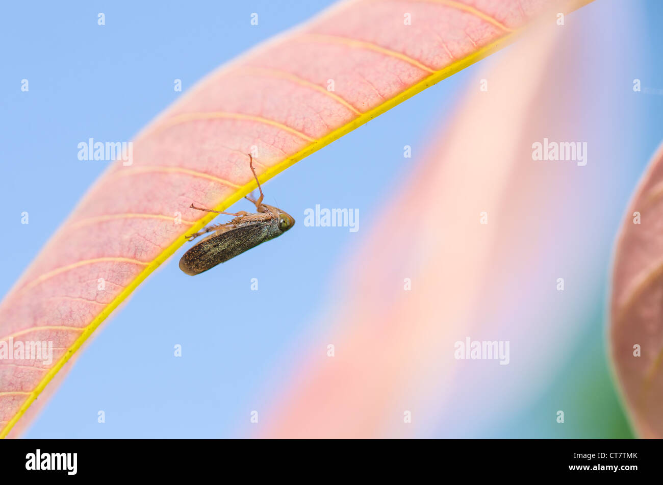 Aphid insect in green nature or in the garden Stock Photo - Alamy