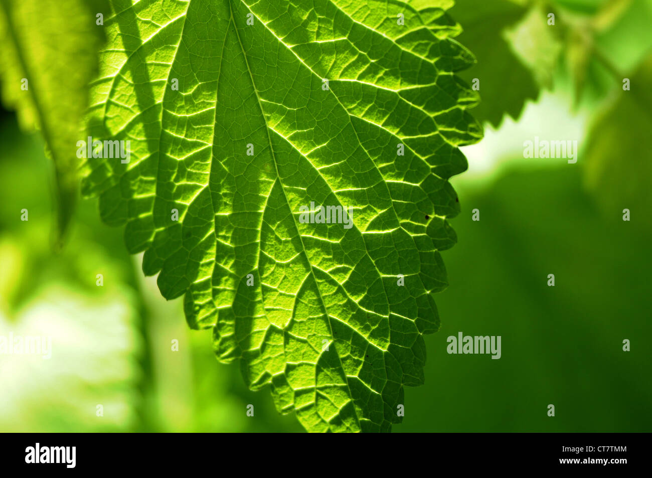 leaves in summer Stock Photo - Alamy