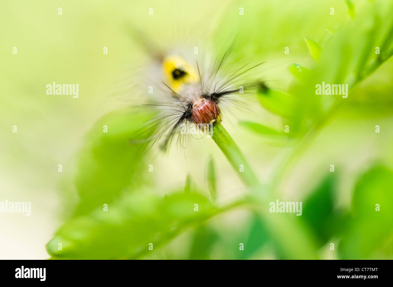 worm in green nature or in the garden Stock Photo - Alamy
