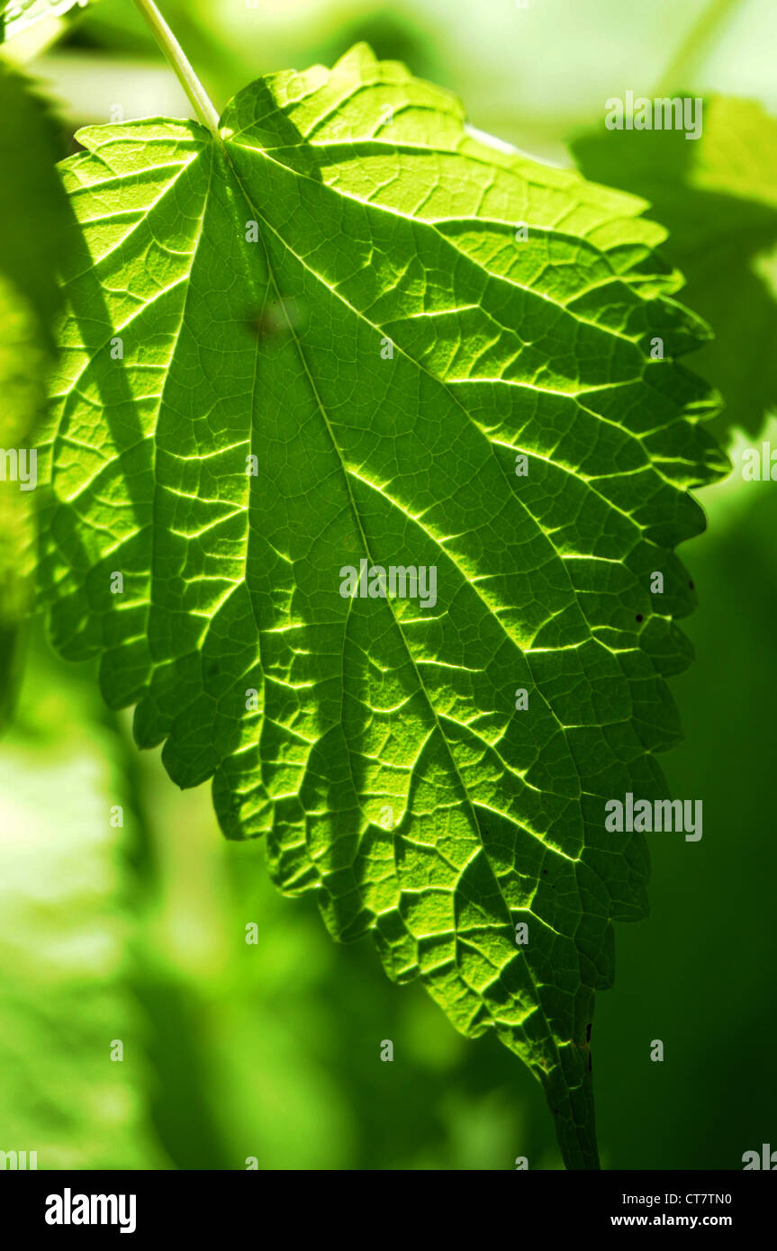 leaves in summer Stock Photo - Alamy