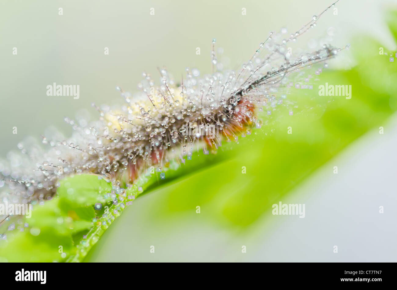 worm in green nature or in the garden Stock Photo - Alamy