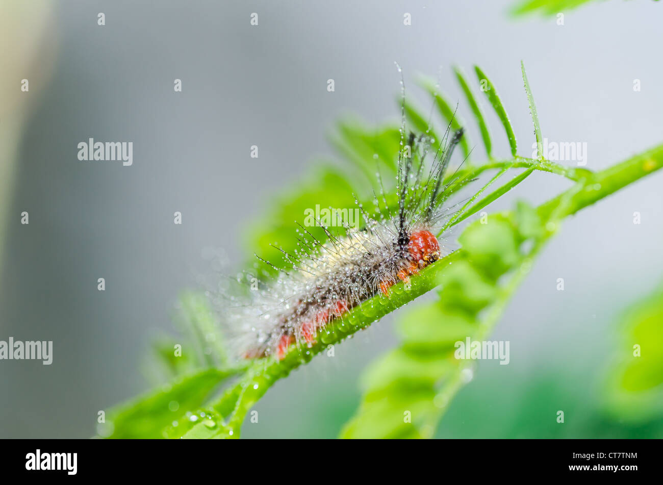 worm in green nature or in the garden Stock Photo - Alamy