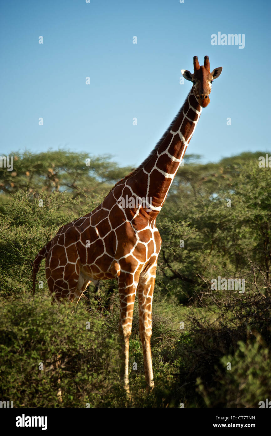 Giraffe portrait vertical hi-res stock photography and images - Alamy