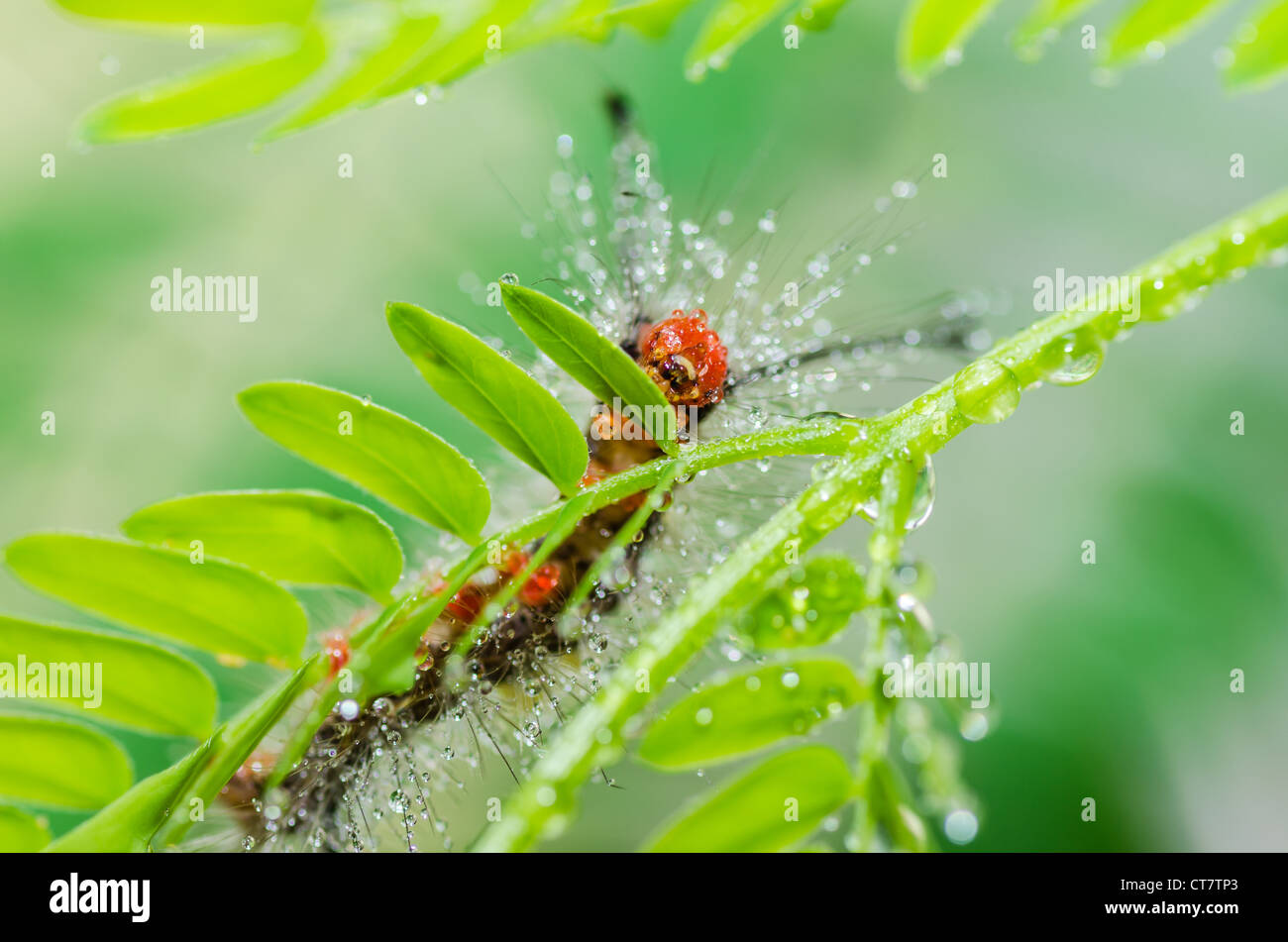 worm in green nature or in the garden Stock Photo - Alamy