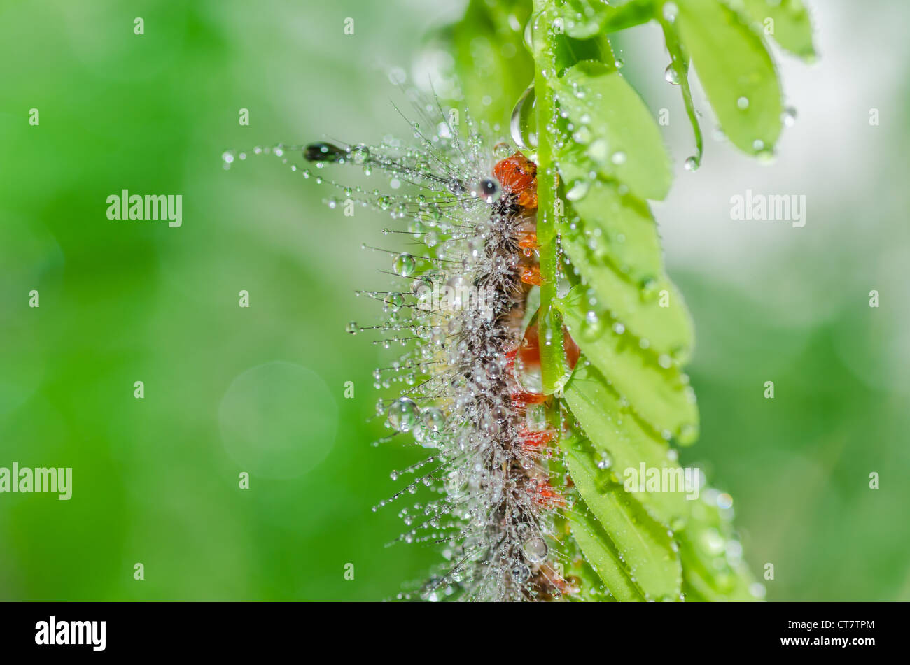 worm in green nature or in the garden Stock Photo - Alamy