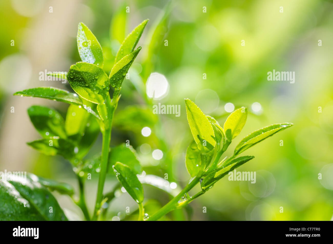 green lemon tree in the nature Stock Photo - Alamy