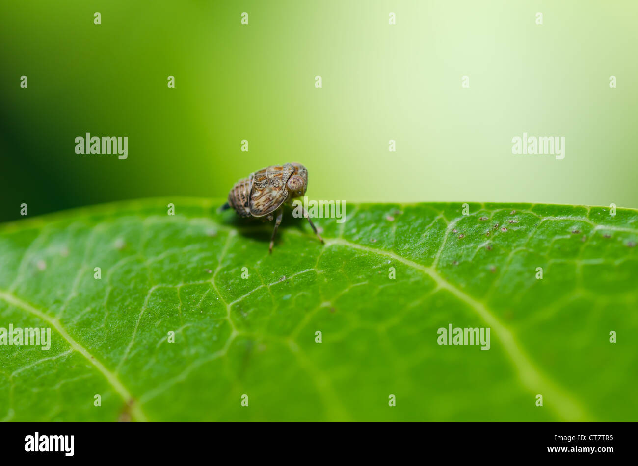 Aphid insect in green nature or in the garden Stock Photo - Alamy