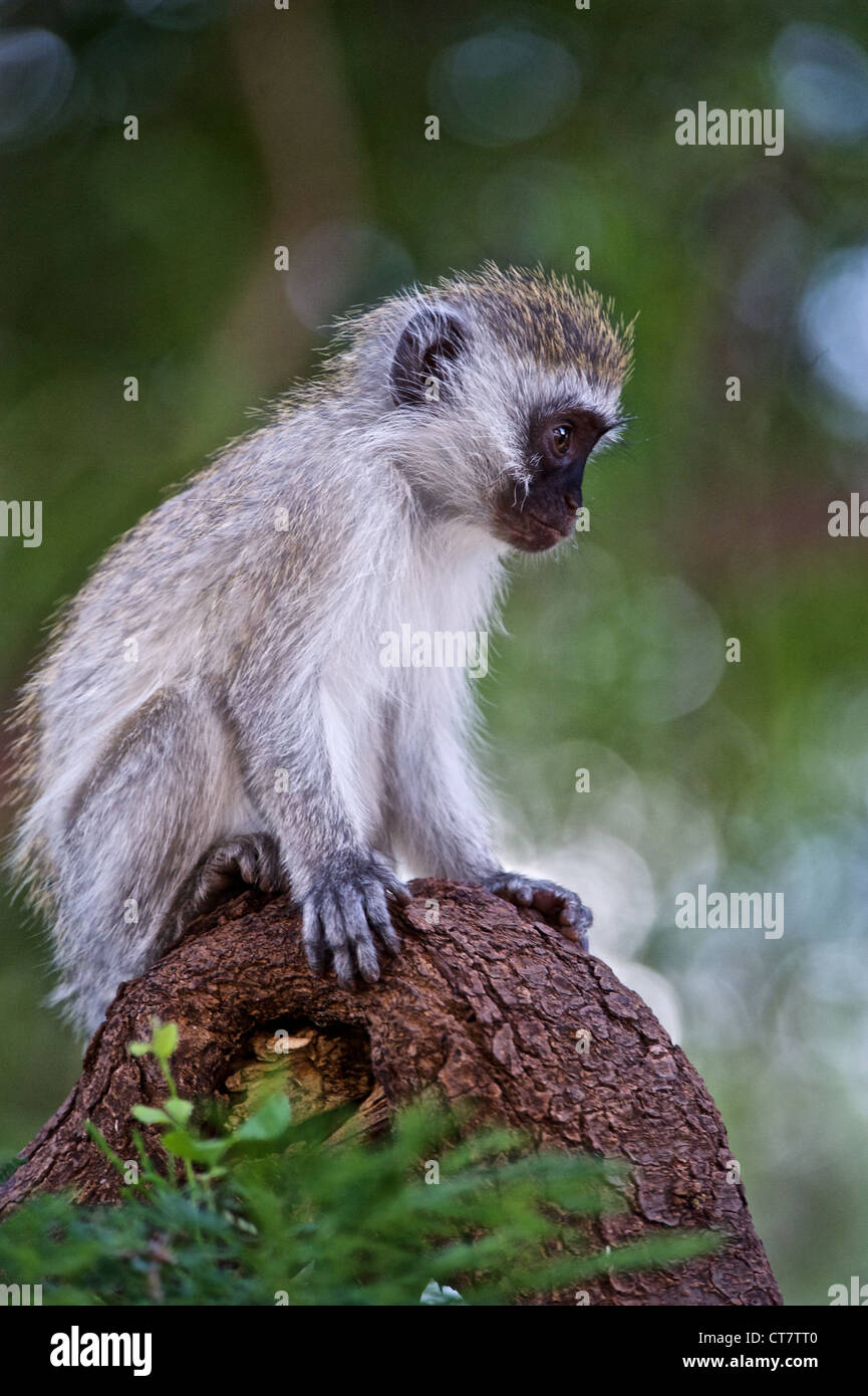 Monkey in kenya hi-res stock photography and images - Alamy