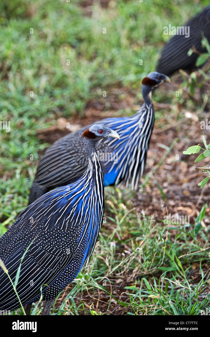 Couple of birds in Samburu. Kenya, Africa Stock Photo - Alamy