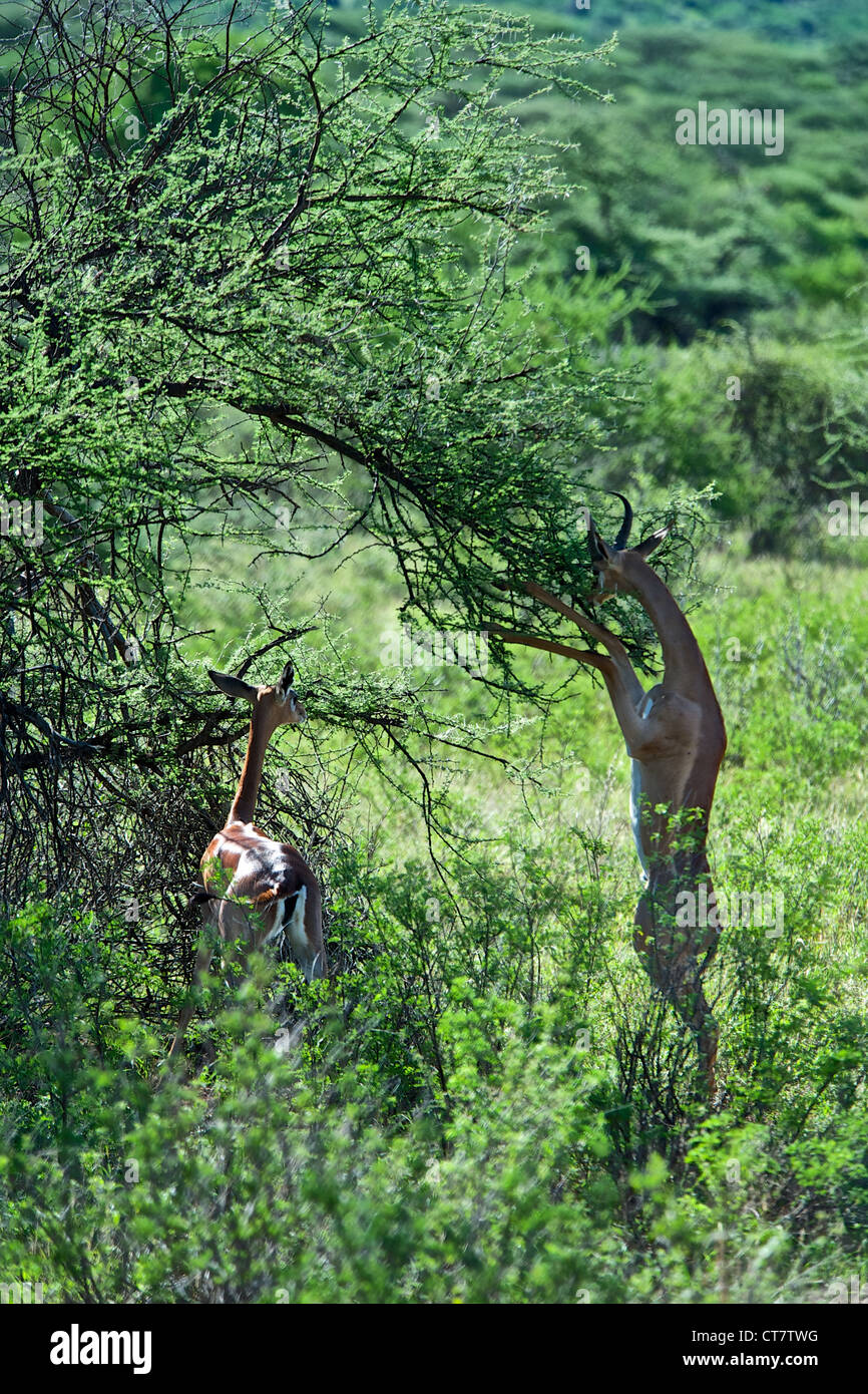 Couple of gazelles in Africa Stock Photo - Alamy