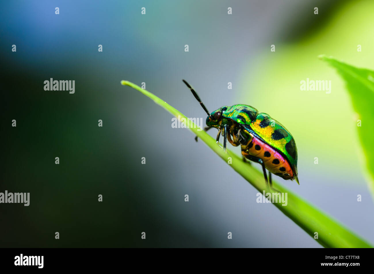 Jewel bug in the green nature Stock Photo - Alamy