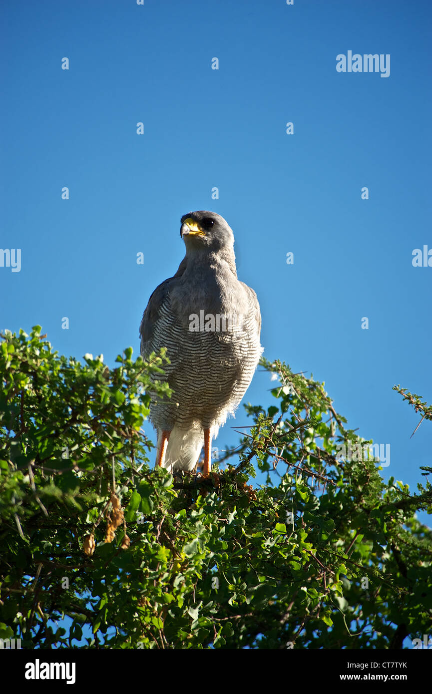 Wild bird of Samburu, Africa Stock Photo - Alamy