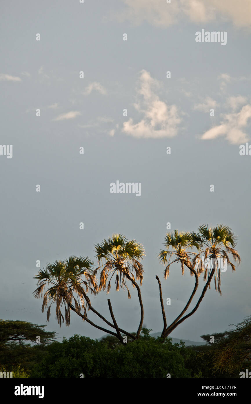 Palm vertical hi-res stock photography and images - Alamy