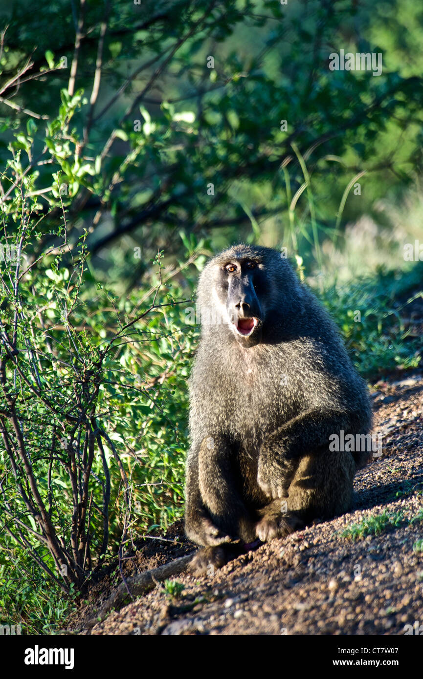 Portrait of a monkey in Kenya, Africa Stock Photo - Alamy