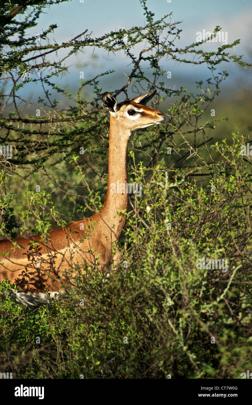 Portrait of a gazelle in Kenya, Africa Stock Photo - Alamy