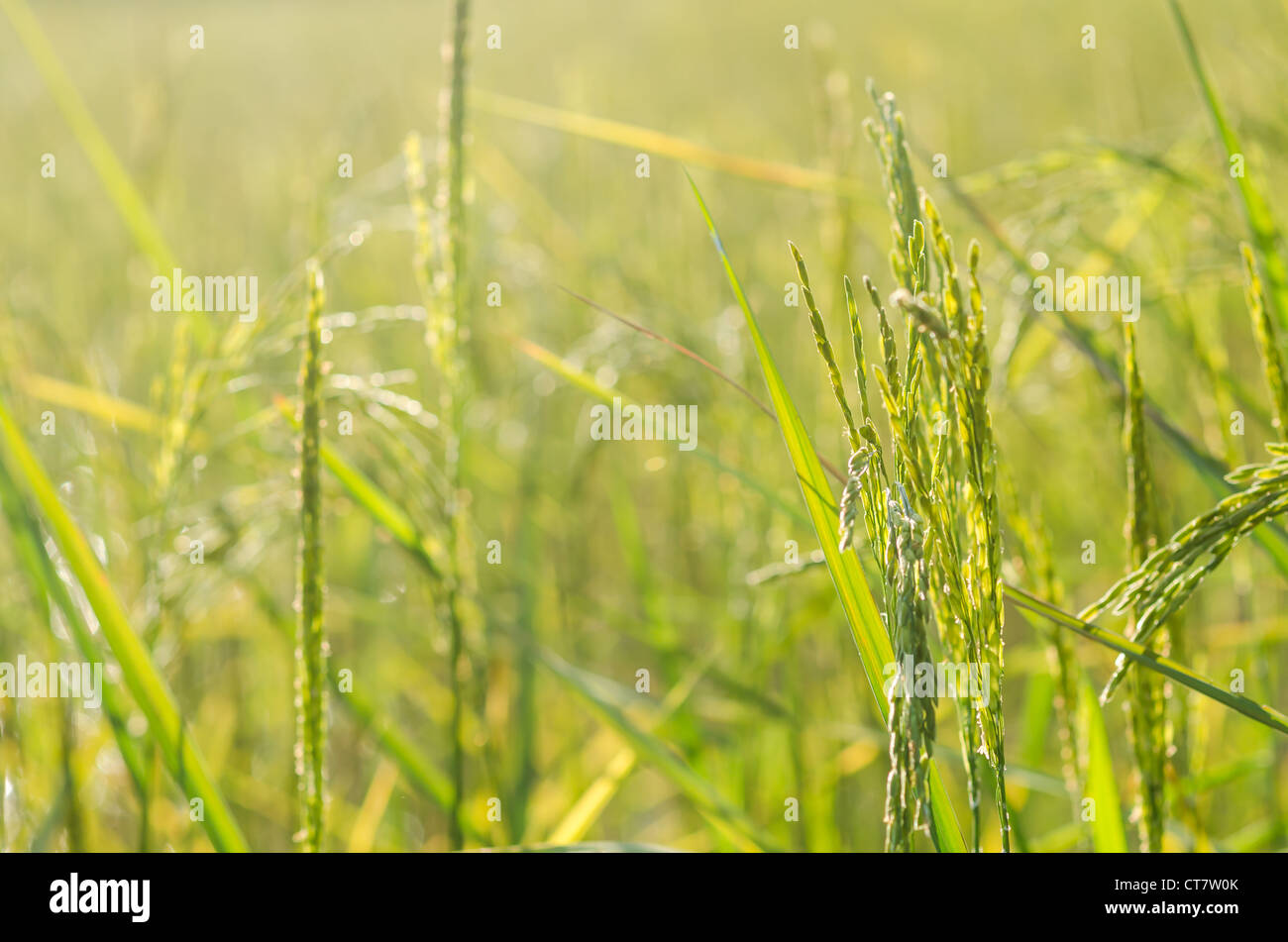 Rice field in farmland food of Asia Stock Photo - Alamy