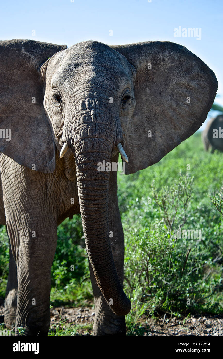 Portrait of an elephant in Kenya, Africa Stock Photo - Alamy