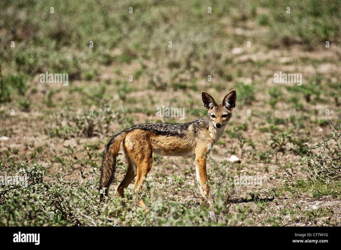 Kenya wildlife hi-res stock photography and images - Alamy