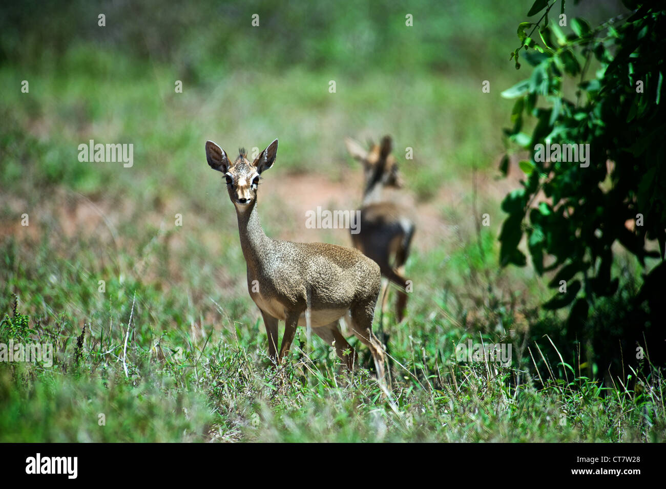 Gazelle in the savanna hi-res stock photography and images - Alamy