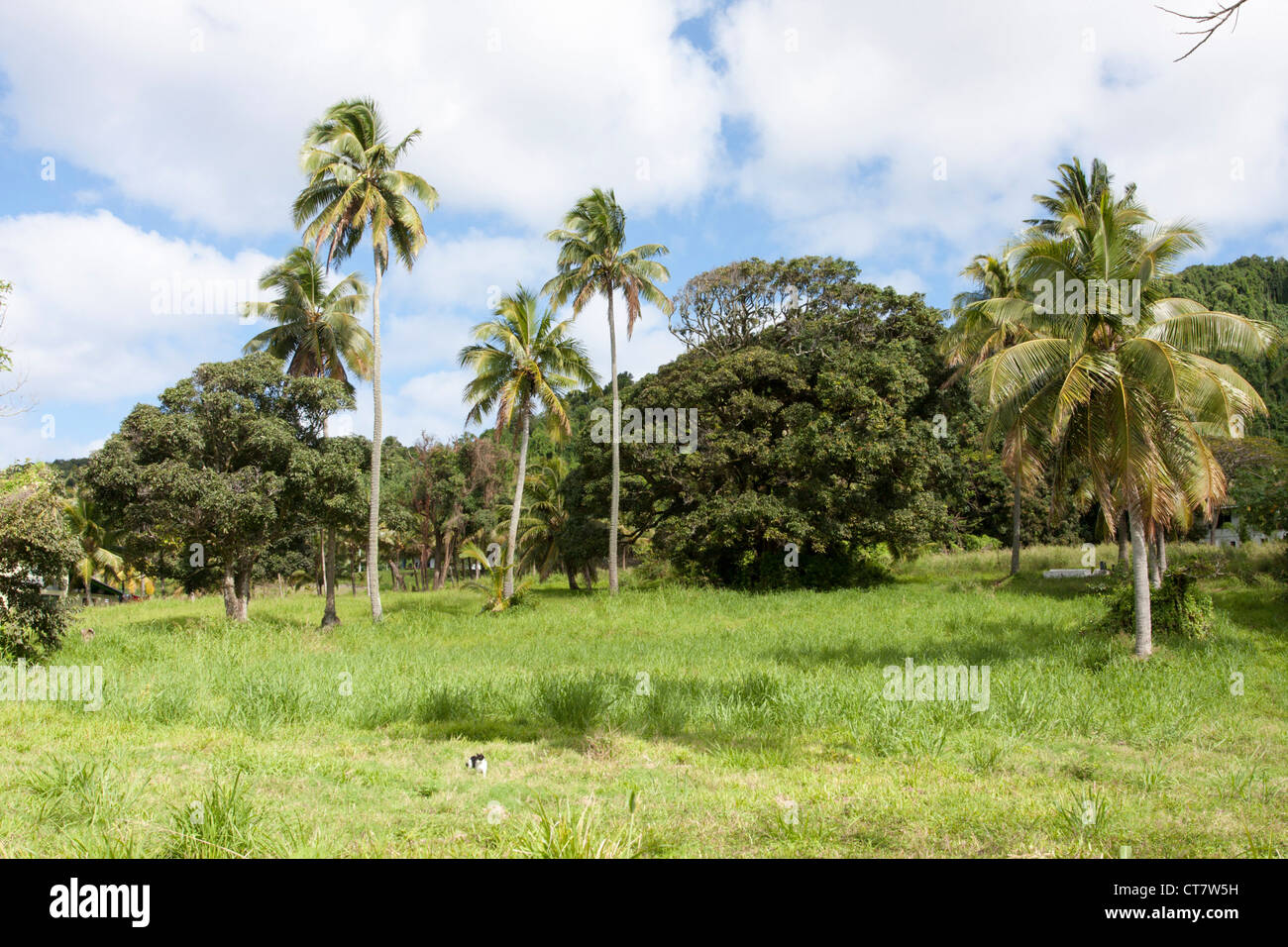 Cook islands, New Zealand, Rain forest Stock Photo - Alamy