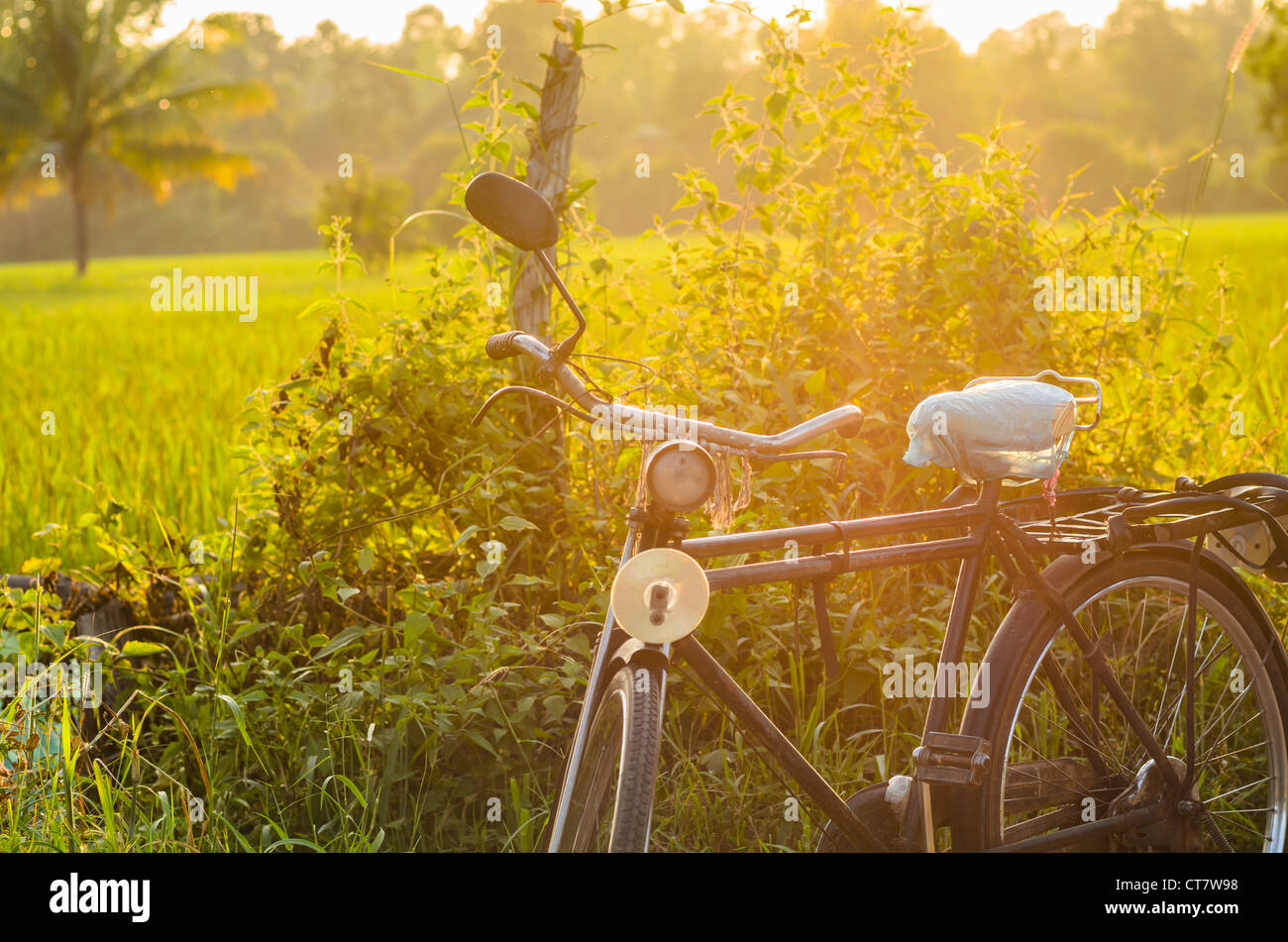 bicycle at sunny day and grass field Stock Photo - Alamy