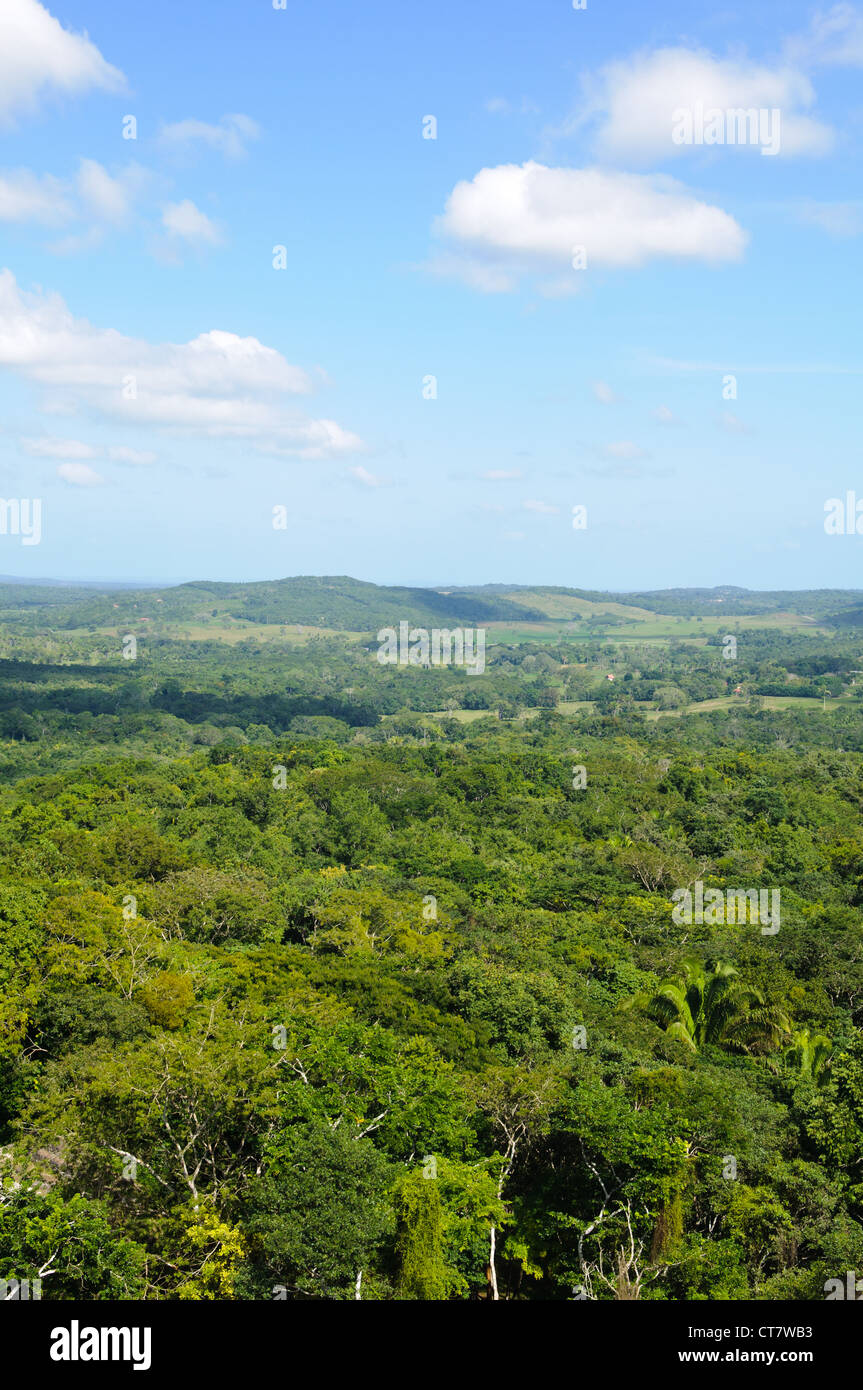 Tropical Rainforest Canopy Stock Photo - Alamy
