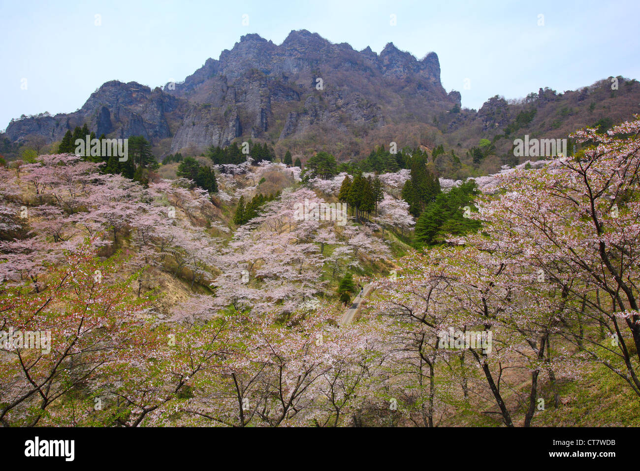 Cherry tree and craggy mountain in Japan, Mt. Myogi Stock Photo - Alamy
